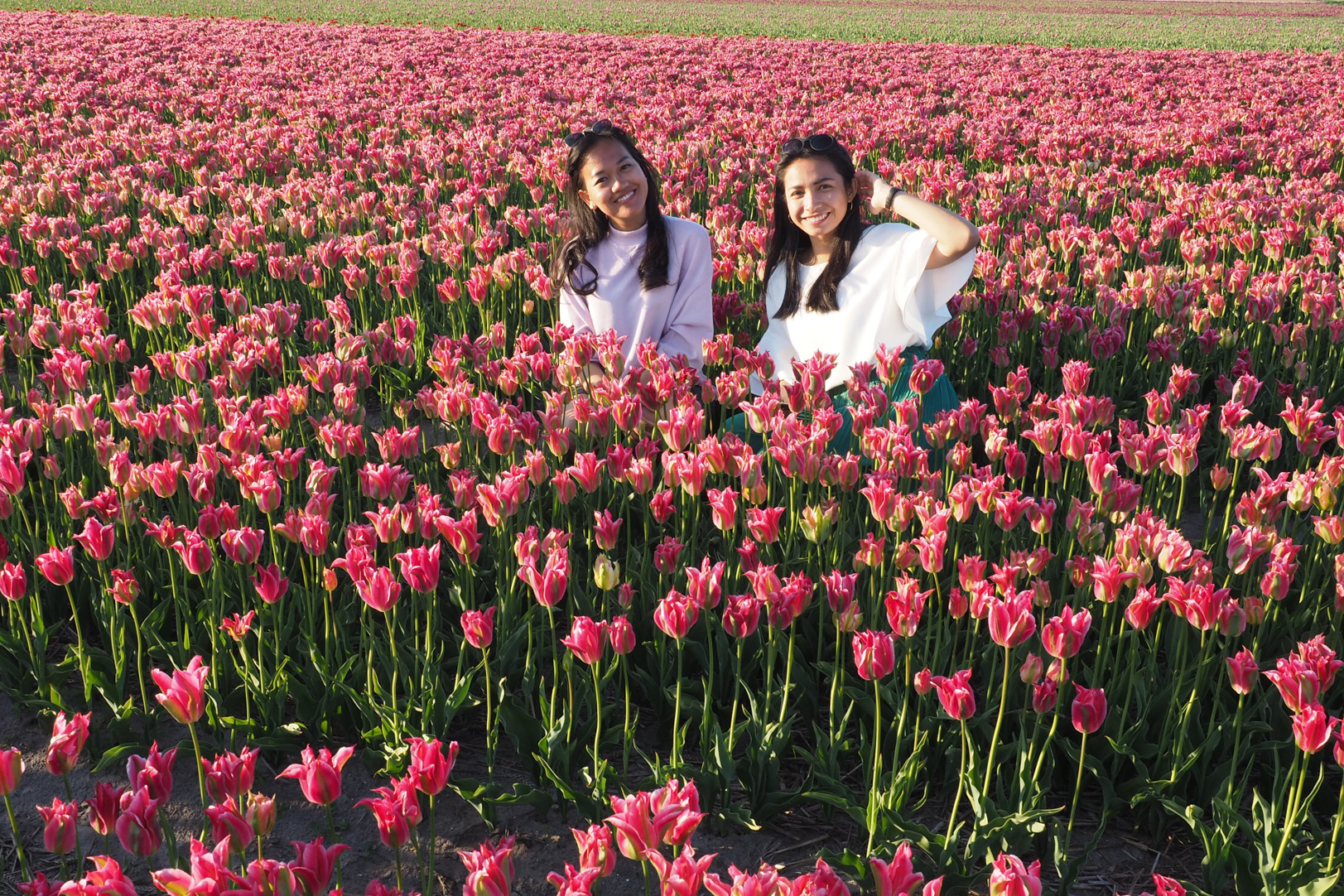 Tips Berkunjung ke Ladang Tulip Gratis di Belanda - Arista's Travelogue